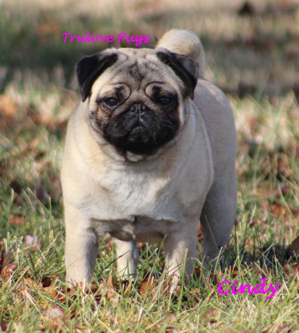 Dams – Trulove Pugs