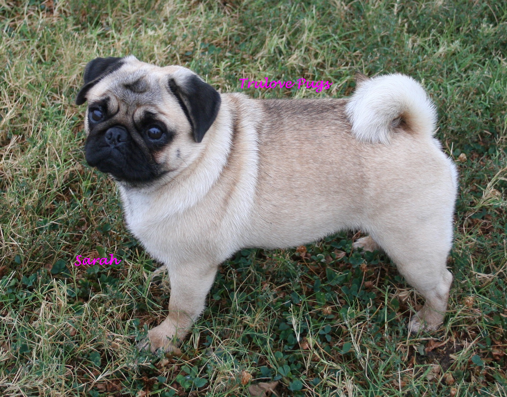 Dams – Trulove Pugs